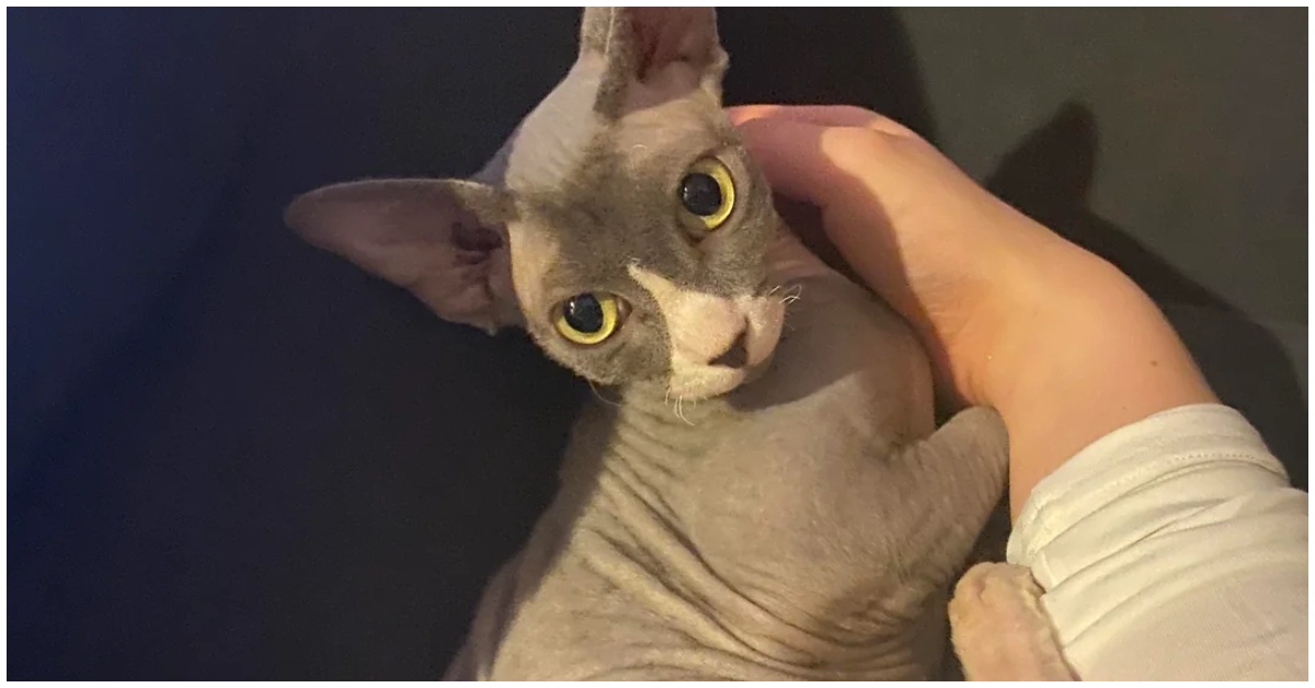 35 Most Challenging Cat Breeds to Own And Care For