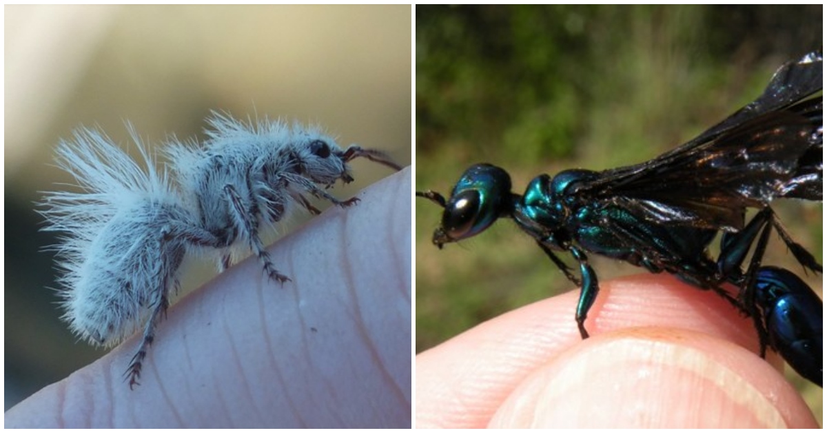 44 Insect Stings Ranked: From Mild ‘Spicy’ to Wicked ‘Satanic’ Pain